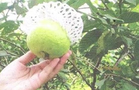 Jambu Biji Merah India - Library